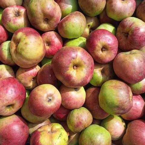 Milanuncios - Árboles de manzanas