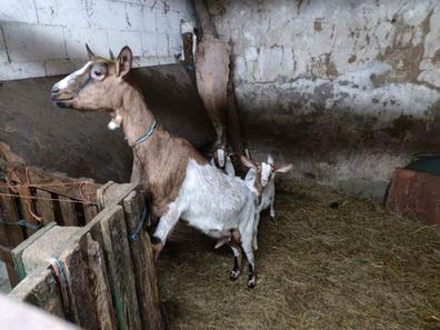 Cabras. Compra venta de cabras al mejor precio y adopción en Maricasina ...