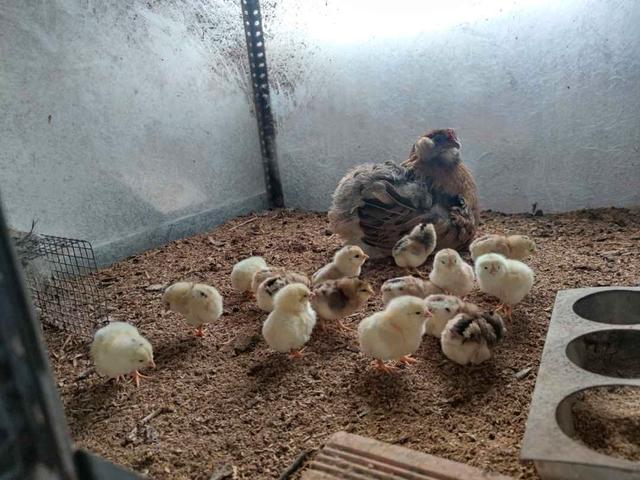 Milanuncios - pollitos araucana y huevos