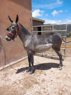 Compra venta de caballos, transporte y monturasde segunda mano ...