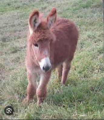 Burros en venta | Milanuncios