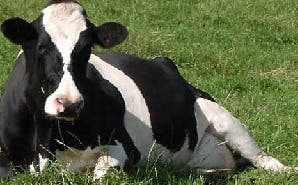 Vacas en venta | Milanuncios