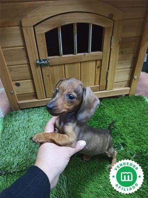 Toy Perros en adopción, compra venta de accesorios y servicios para ...