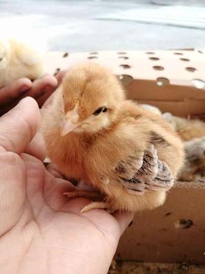 Pollitos recien nacidos Mascotas en adopción y accesorios de mascota de ...