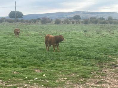 Vacas limusinas en venta | Milanuncios
