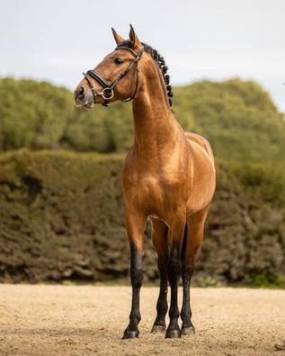 Pre en venta | Milanuncios