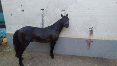 Milanuncios - Pony mini caballo