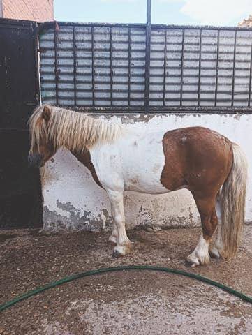 Milanuncios - pio poni