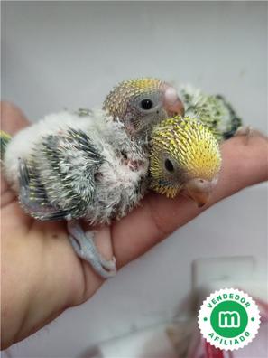 Periquitos azules en venta | Milanuncios