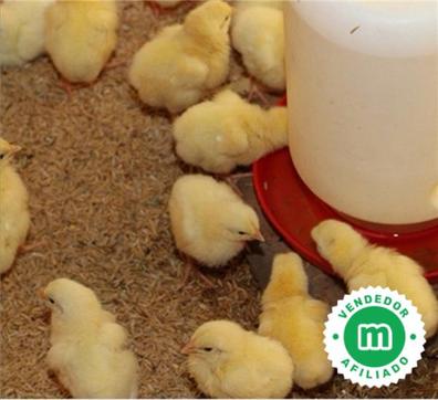 Pájaros y aves en venta | Milanuncios