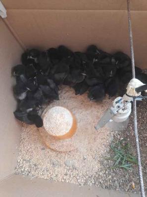 Milanuncios - pollitos castellanos