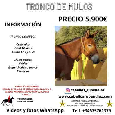 Mulas en venta | Milanuncios