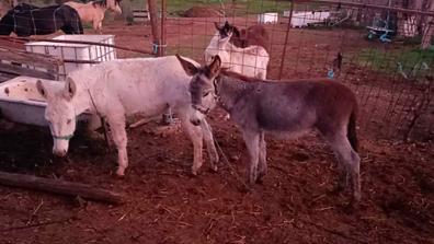 Burros en venta | Milanuncios
