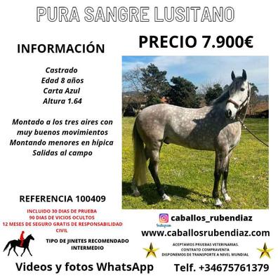 Caballos pura sangre espanola en venta | Milanuncios