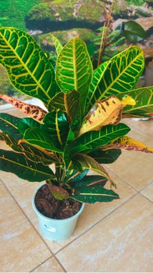 Plantas de segunda mano en Santa Paula | Milanuncios