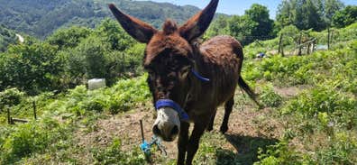 Burros en venta | Milanuncios
