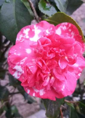 Camelias Plantas de segunda mano baratas en Galicia | Milanuncios