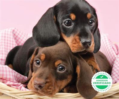 MILANUNCIOS | Teckel Perros en adopción, compra venta de accesorios y ...