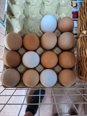Milanuncios - Huevos fertiles de gallina ponedora