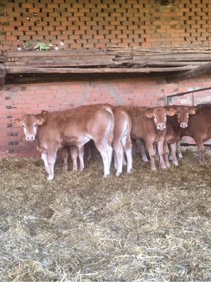 Limusines en venta | Milanuncios