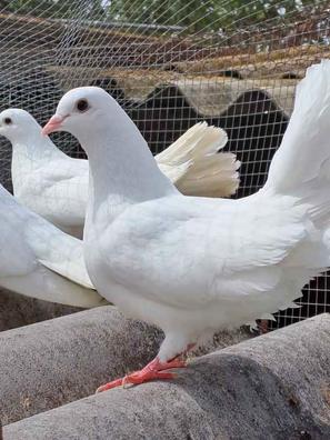 Palomas colipavas en venta | Milanuncios