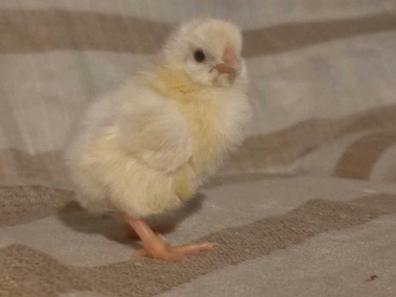 Milanuncios - preciosos pollitos