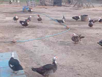 Patos en venta | Milanuncios
