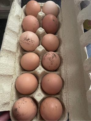 Milanuncios - huevos fertiles de gallina ponedora