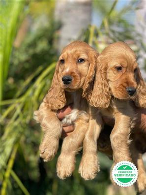 MILANUNCIOS | Spaniel breton Perros en adopción, compra venta de ...