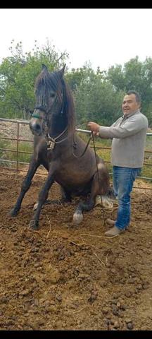 Milanuncios - potro domado altaescuela