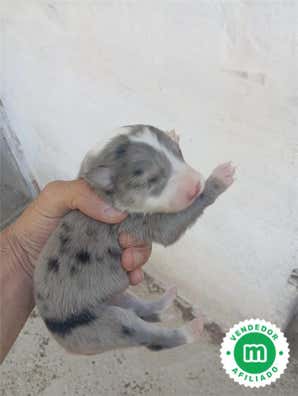Border collie en venta en Andalucía | Milanuncios