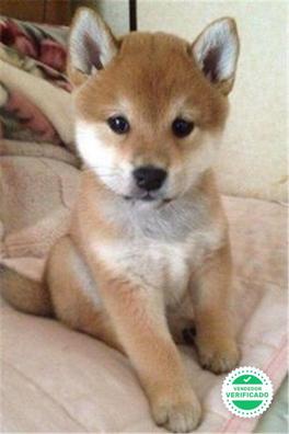 MILANUNCIOS | Shiba inu Perros en adopción, compra venta de accesorios ...