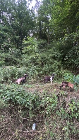 Milanuncios - Cabras paridas
