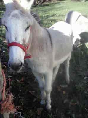 Burros en venta | Milanuncios
