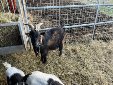 Cabras en venta | Milanuncios