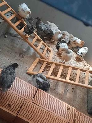 Milanuncios - pollitos de varias razas