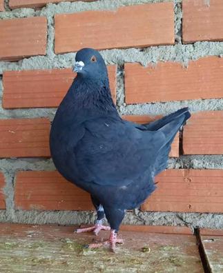 Palomas raza Mascotas en adopción y accesorios de mascota de segunda ...