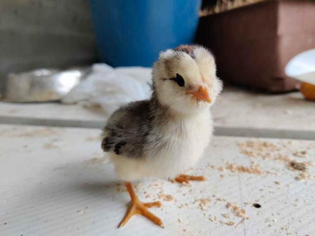 Milanuncios - Pollitos Araucana Perdiz Plata