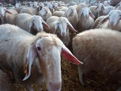 Ovejas. Compra venta de ovejas al mejor precio y adopción | Milanuncios