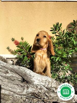 Spaniel breton Perros en adopción, compra venta de accesorios y ...
