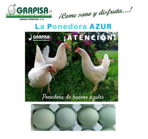 Milanuncios - Gallinas Ponedoras Huevos Azules