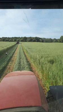 Milanuncios - se venden paquetes de forrajes de heno