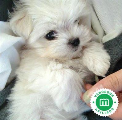 Milanuncios - BICHON MALTES MINI TOY CACHORROS PEDIGRI