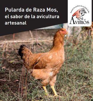 Milanuncios - POLLO, PULARDA, GALLO Y GALLINA DE MOS