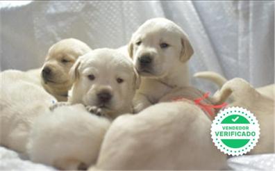 MILANUNCIOS | Cachorros labrador Labradores en adopción. Compra venta y ...