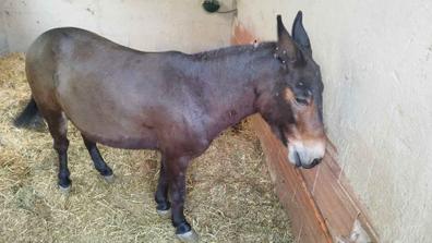 Mulas en venta | Milanuncios