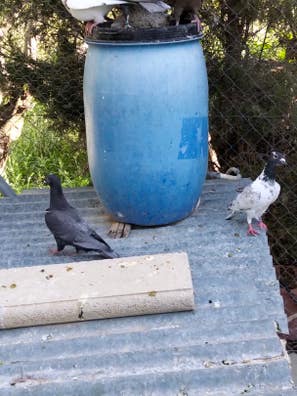 Patos en venta | Milanuncios
