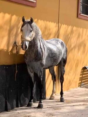 MILANUNCIOS | Pre Caballosen venta . Comprar y vender caballos a buen ...