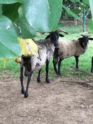 Milanuncios - Ovejas Latchas