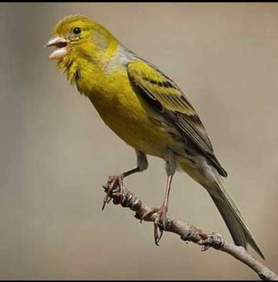 MILANUNCIOS | Pájaros. Compra venta de pájaros, jaulas y accesorios